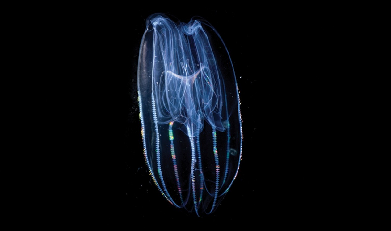 Deep Sea Rainbow Jellyfish